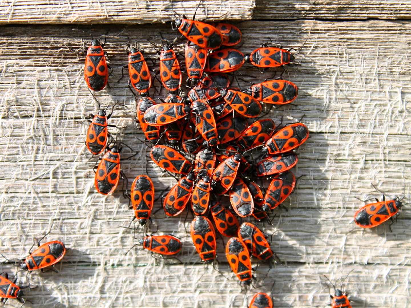 Boxelder Bug Removal, Pest Control | Dubuque, Dyersville, IA ...